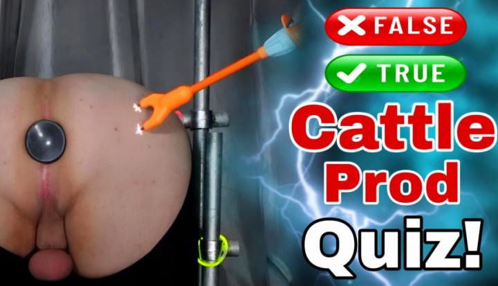 Training Zero Femdom Cattle Prod Glow Quiz In Bondage Manyvids